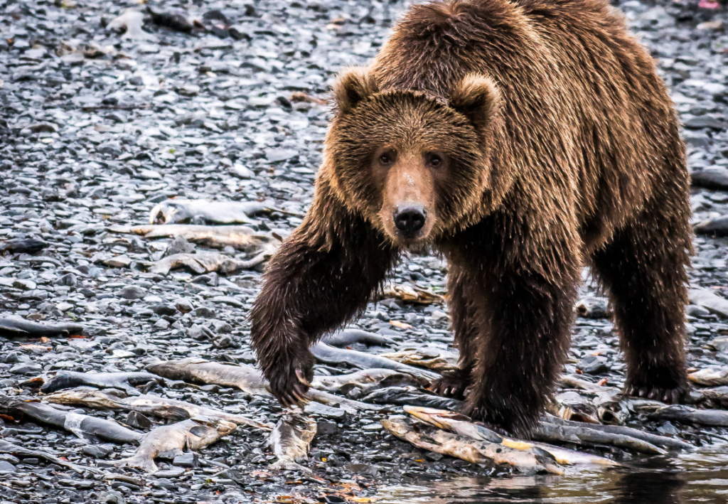 Wildlife Adventures To Try On Kodiak Island, Alaska » Kodiak Island Resort