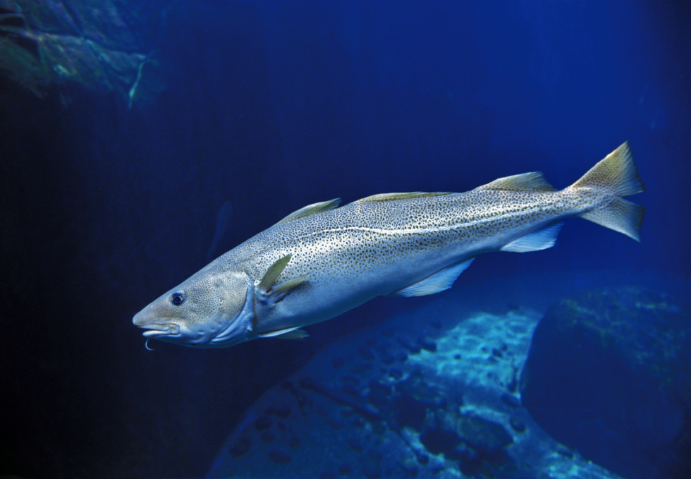 Pacific Cod Fishing in Kodiak Alaska | Kodiak Island Resort